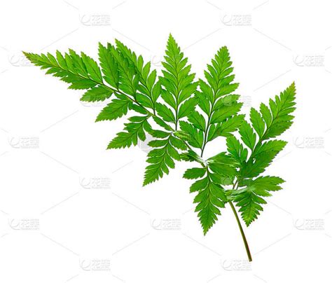 在白色背景上孤立的绿色蕨叶