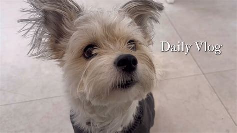 대기업 직장인 브이로그 졸업 축하 파티🍷 압구정 곱창 레어리 컨설팅 후기 아웃백 버터 찾아따😋 Youtube