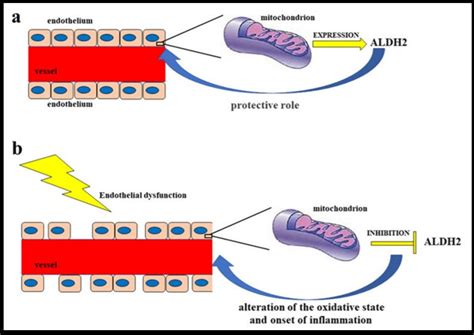 Dietary Nitrate Biochemistry And Physiology An Update On Clinical