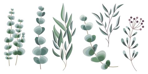 Eucalyptus Vector Images Over 20000