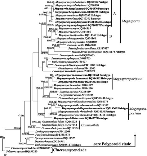 The Mp Tree Inferred From Its Sequences Dataset Mp Bootstrap Support Download Scientific