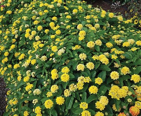 Lantana Luscious Royale Lemon Tart Greenhouse Product News