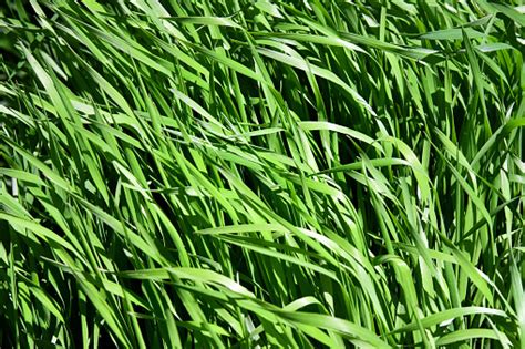 녹색 잔디 질감입니다 푸른 잔디밭 봄에는 잔디밭 색 잔디의 배경입니다 갓 깎은 잔디밭 공원의 근접 촬영 스포츠 잔디 표면 목초지의 배경이 클로즈업됩니다 자연 0명에 대한