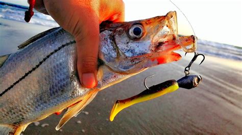 Pesca De Robalo De Playa Pesca En Boca De RÍo Youtube
