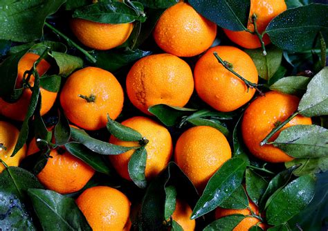 Tangerine Wallpapers Top Free Tangerine Backgrounds Wallpaperaccess