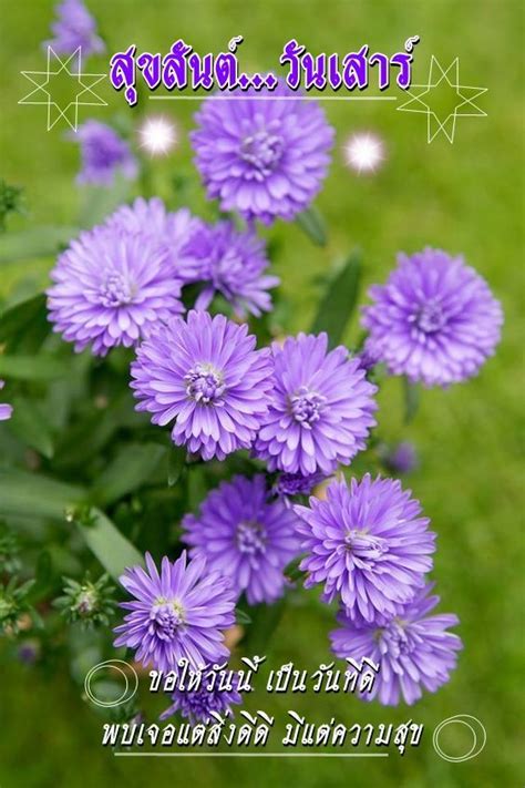 ปักพินในบอร์ด วันเสาร์ ดอกไม้สีม่วง ข้อความน่ารักๆ ดอกไม้