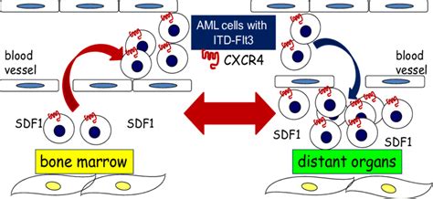 Suggested Model For Itd Flt3 Aml Cell Trafficking Regulated By Download Scientific Diagram