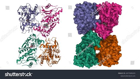 Structure Streptococcal Pyrogenic Exotoxin B Speb Stock Illustration 2077045225 Shutterstock