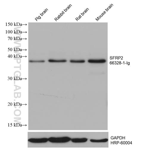 Sfrp2 Antibody 66328 1 Pbs Proteintech