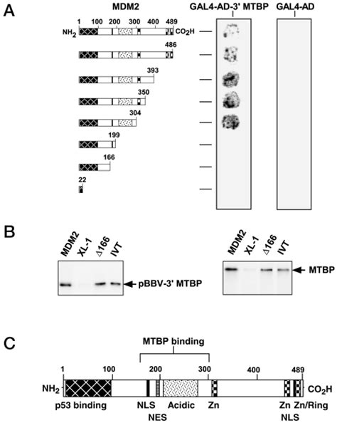 Mdm2 Amino Acids 167304 Are Sufficient For Binding To Mtbp A A Yeast