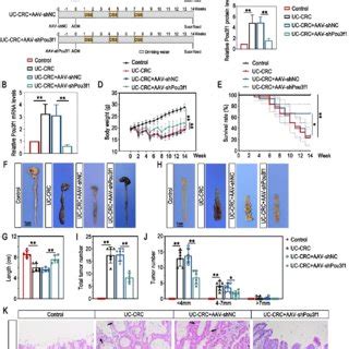 Pou3f1 Knockdown Protected Against Mucosal Injury And Colon