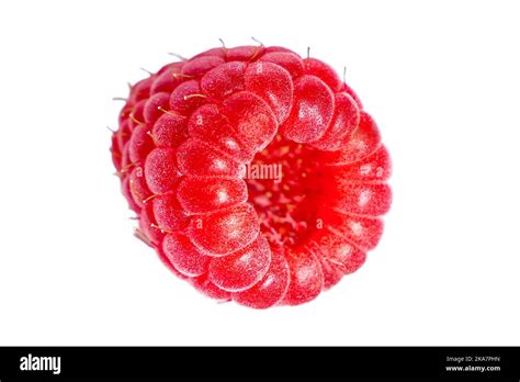 Raspberry Isolated On White Background Bright Red Berry Detailed Close