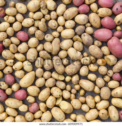 Different Size Potato Images Stock Photos D Objects Vectors Shutterstock