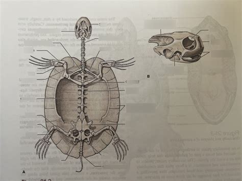 Turtle Ventral Skeleton Diagram Quizlet