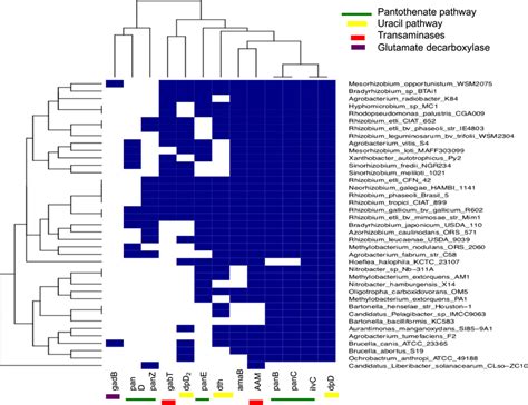 Alternatives Pathways Or Enzymes That Can Act In The Absent Of Adc Download Scientific Diagram