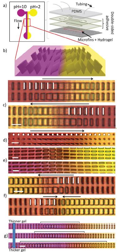 Patterned Actuation Of Microstructures Driven By A Ph Responsive Download Scientific Diagram