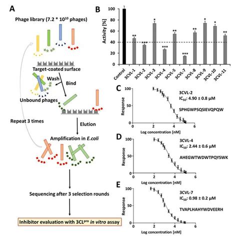 Phage Display Scheme And Screening Of Phage Display L Peptides Against