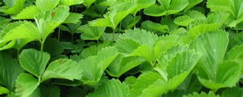 Овощи с грядки Цветы и Садовая ягода ОМСК В поисках свежих вкусных и качественных овощей и