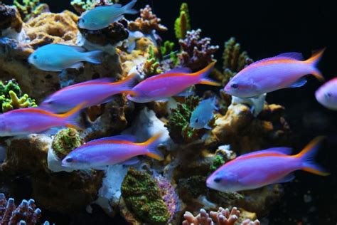 Top 15 Nano Reef Tank Fish 9 Is A Wild Card Artofit