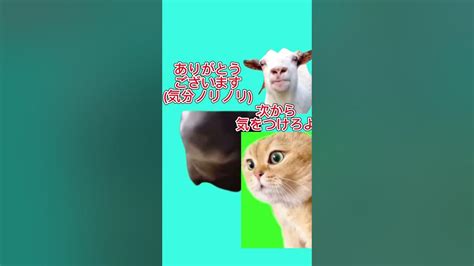 【猫ミーム】説教猫とやぎのけんか 後編 猫ミーム Youtube