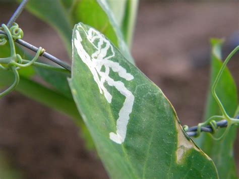10 Plagas Mas Comunes Del Huerto ® Libros Y Manuales De Agronomia