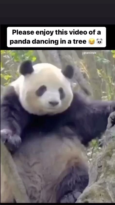 ʕ•ᴥ•ʔ ‎🫶🏽🤗😍🐼😉 7panda7 گرما آفتاب گرمازدگی هوا خرداد تابستان شب آببازی آدم