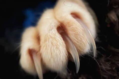 Overgrown Cat Claws Do Overgrown Nails Hurt Cats Animalfate