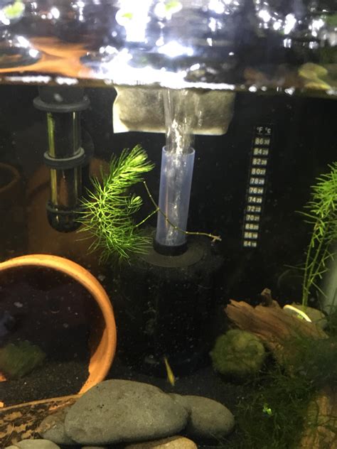 I Bought Hornwort When I Started My Tank It Lost All Of Its Needles
