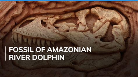 Fossil Of 16 Million Year Old River Dolphin Unveiled In Peru Editorji