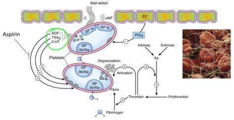 Advanced Pharmacology Lecture 16 Exam 4 Coagulation Disorders