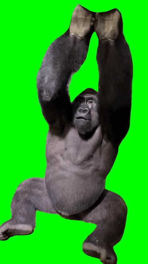 Gorilla Chilling Green Screen Video Download Mp4