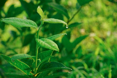 녹색 육즙이 많은 블루 베리 잎은 이슬 방울과 함께 잎을 엽니 다 블루베리 잎 농장의 가지 바이오와 유기농 블루 베리 클로즈업 0명에 대한 스톡 사진 및 기타 이미지
