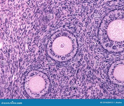 Ovarian Cortex
