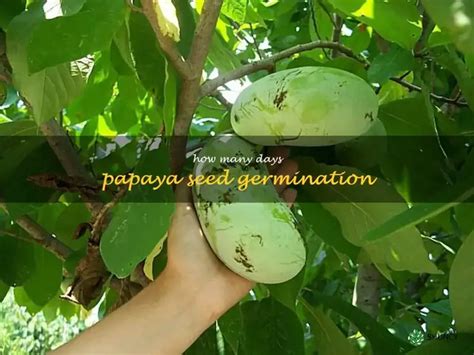 Unlocking The Secrets The Timeline Of Papaya Seed Germination Shuncy