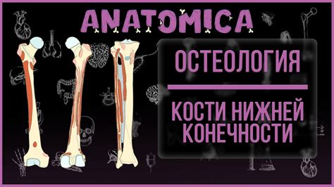 Кости нижней конечности анатомия Бедренная кость Большеберцовая