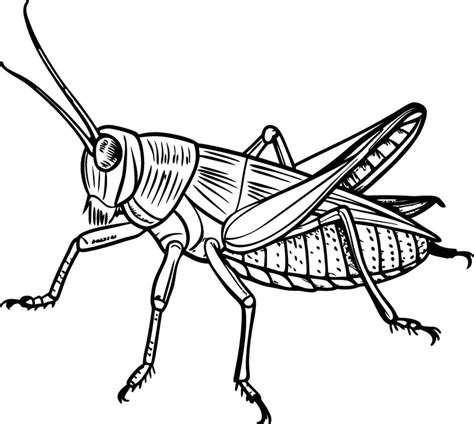 Minimalist Grasshopper Outline Design Illustration 49053724 Vector Art