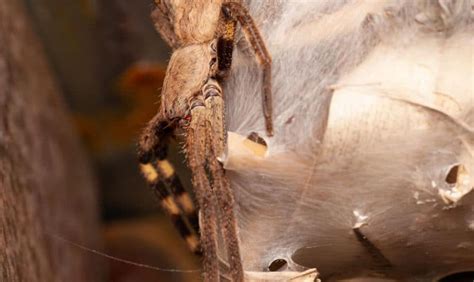 Hornet Nest Removal How To Get Rid Of Hornets Safely And Easily