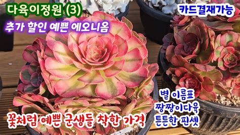 다육이정원 3 추가할인으로 인기 봏은 에오니옴 핑크여월 로라 Youtube