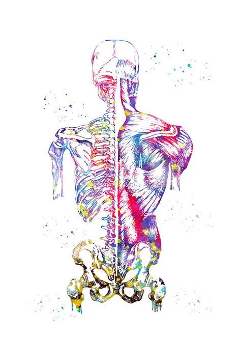 Back Bones And Muscles Digital Art By Erzebet S Fine Art America