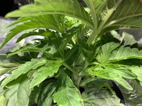 Short Bushy Tight Node Spacing Grow Question By Thc123 Growdiaries