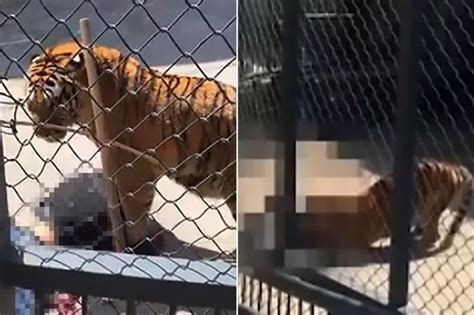 Zookeeper Mauled To Death By Lion When He Forgot To Lock Enclosure