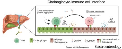 Cholangiocytes Modulate Cd100 Expression In The Liver And Facilitate Pathogenic T Helper 17 Cell