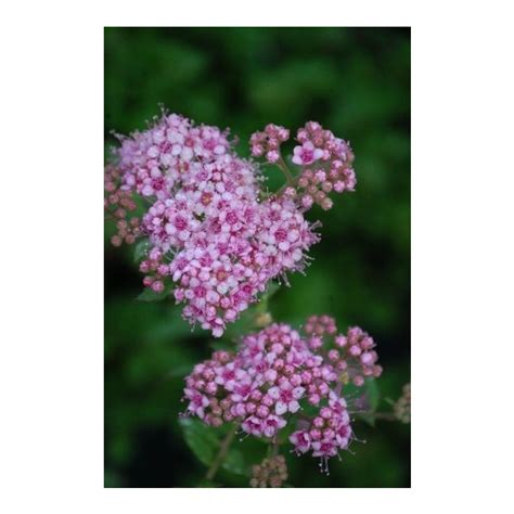 Spiraea Japonica Alpina Dwarf Spirea Broken Arrow Nursery