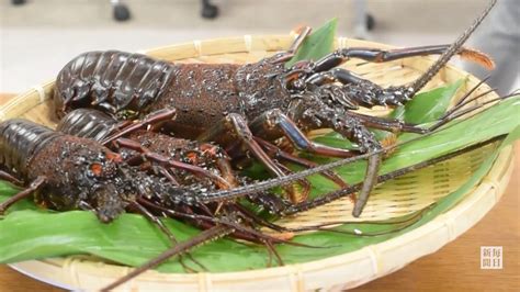「ちょっと高級」東九州のイセエビ食べて 大分・宮崎の関係者がpr 毎日動画