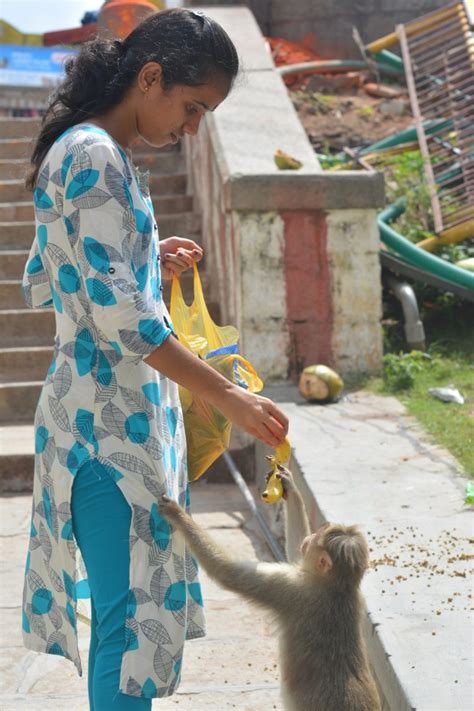 Absence Of Human Presence Impacting Monkey Behaviour In Ayodhya