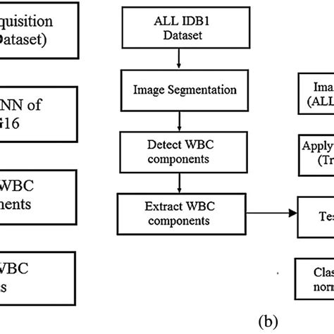 BCCD Dataset A Neutrophil B Eosinophil C Lymphocyte D Monocyte