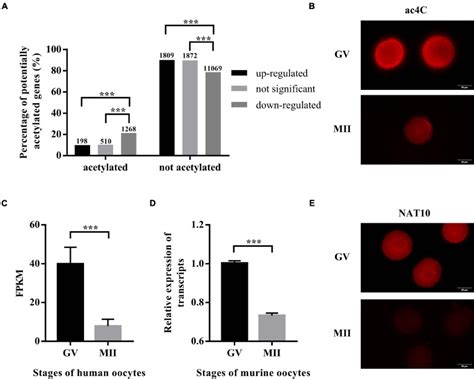 Nat10 Mediated N4 Acetylcytidine Of Rna Contributes To Post