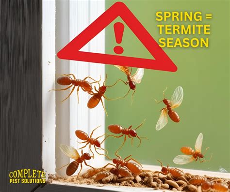 Complete Did You Know Spring Is Prime Termite Season 🏡🛑 Swarming