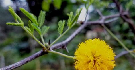 Garden Adventures Vachellia Farnesiana Sweet Acacia