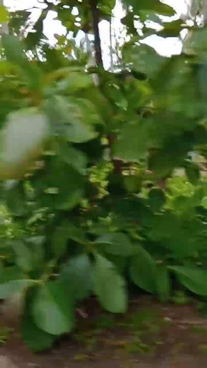 වල් වැදිලා Short Youtube